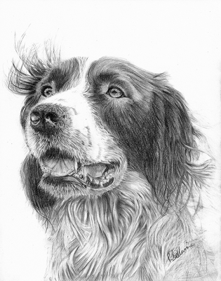 Jackson - My First 'PetPortrait' - Pet Portraits, Berkshire, Hampshire ...